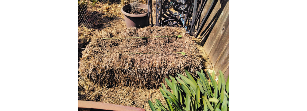 Straw bale Gardening | Sutherlands Blog