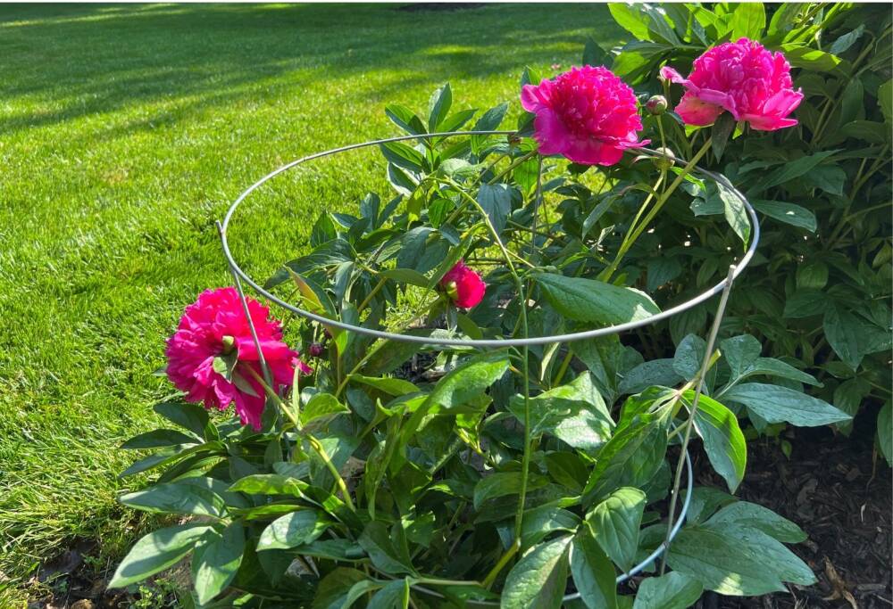 How to Grow and Care for Peonies | Sutherlands Blog