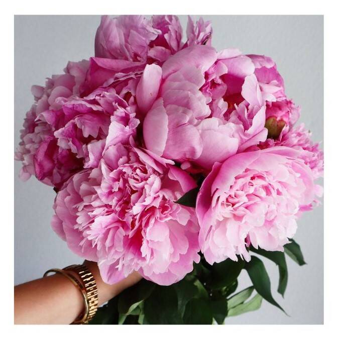 How to Grow and Care for Peonies | Sutherlands Blog