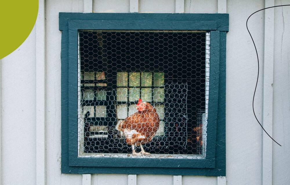 All about Raising Chicken Basics with Danielle | Sutherlands Blog