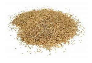 Tri Star Seed 50LB Hound Dog Turf Fescue Grass Seed 50-Lb at Sutherlands