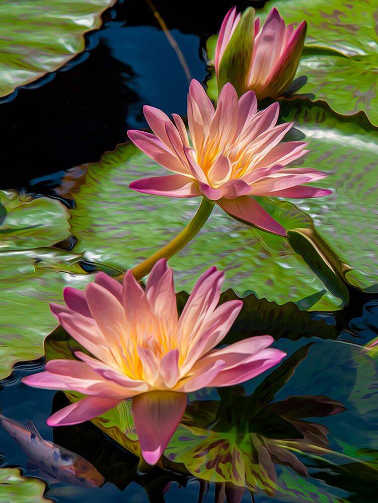 springbok 33-01692 Water Lilies 500-Piece Jigsaw Puzzle at Sutherlands