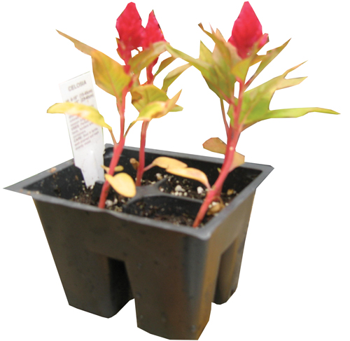 Bert R Hybels 1204 Assorted Bedding Plants, 4-Pack at Sutherlands