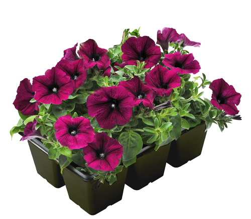 Bert R Hybels 606 Jumbo Annual, 6-Pack at Sutherlands