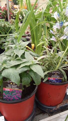 Bert R Hybels #1 POT Perennial #1 at Sutherlands