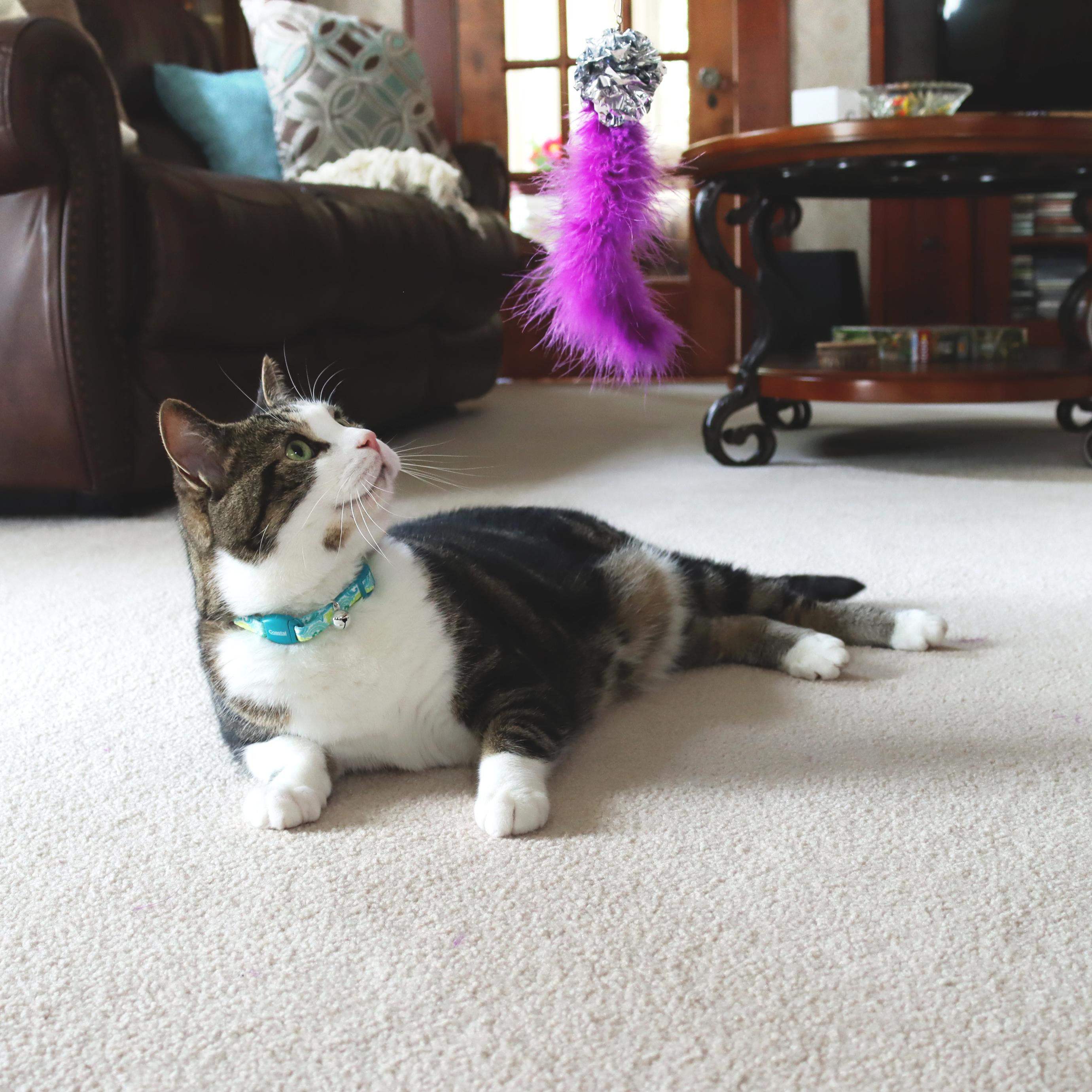 Coastal Pet Products 80470 NCLCAT 39-Inch Turbo Telescoping Teaser With ...