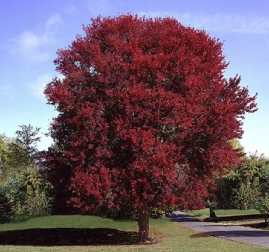 Greenleaf Nursery 0676.050.1 Burgundy Belle Maple at Sutherlands
