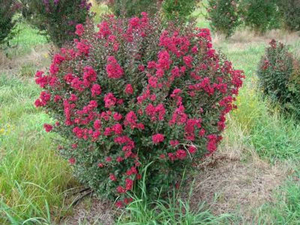 Greenleaf Nursery Company 5686.010.1 #1 Double Feature Crape myrtle at ...