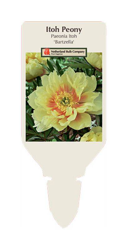 Netherland Bulb Company 4505-900-006 Assorted Itoh Peonies In A Handle ...