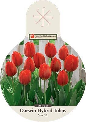 Netherland Bulb Company 5900-400-687 50-Count Van Eijk Darwin Hybrid Tulip at Sutherlands