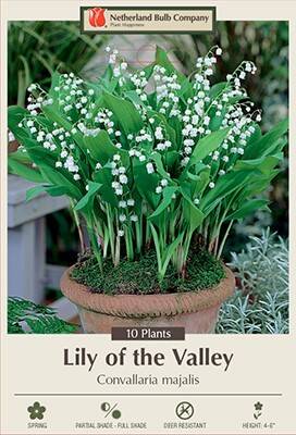 Netherland Bulb Company 2230-102-771 Lily Of the Valley #7123649 at ...