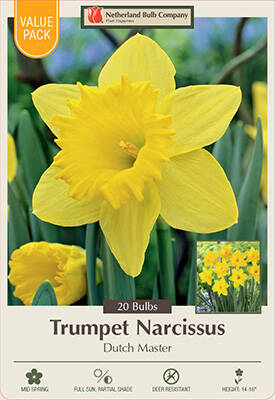 Netherland Bulb Company 4312-100-690 20-Count Dutch Master Trumpet ...