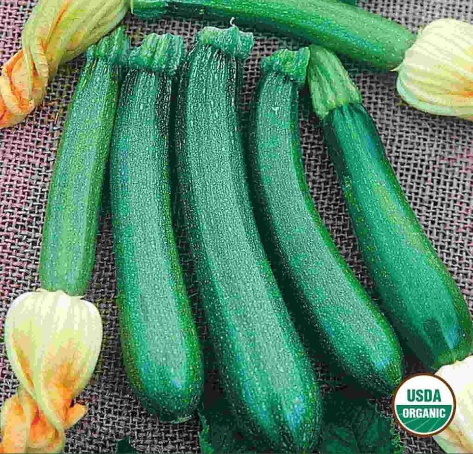 Ferry Morse Z0929 Squash Fordhook Zucchini at Sutherlands