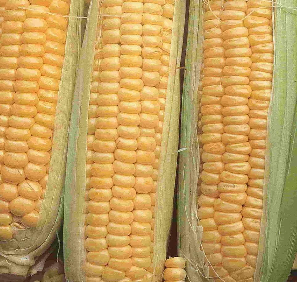 Ferry Morse Z0515 Sweet Corn Golden Cross Bantam Hybrid #3178316 at ...