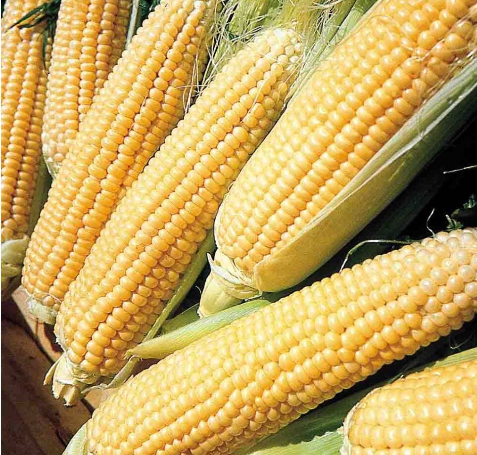 Ferry Morse Z7702 Sweet Corn Kandy Korn Hybrid #3178332 at Sutherlands