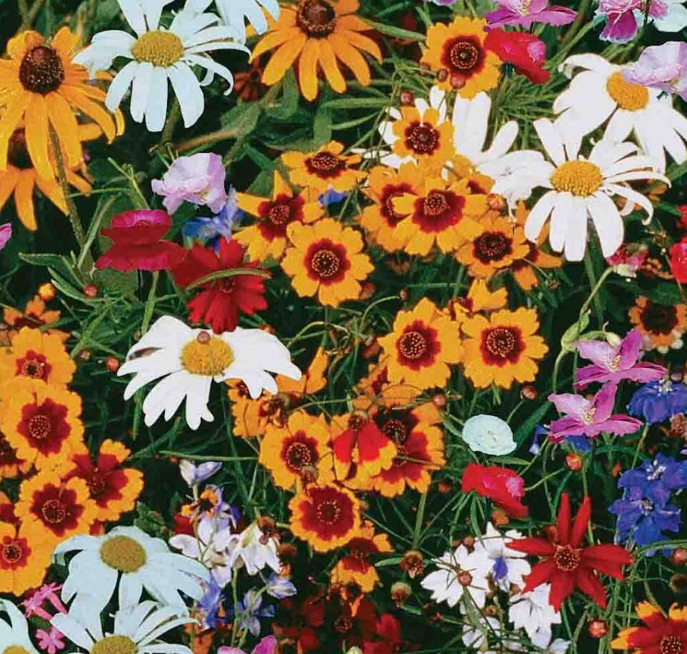 Ferry Morse Z2186 Wildflower Hummingbird Mix at Sutherlands