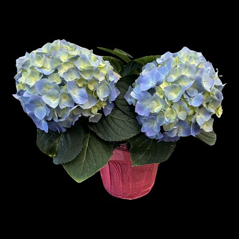 Red Oak Greenhouse 11655 6.5-Inch Double Hydrangea at Sutherlands