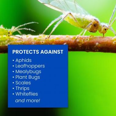 BioAdvanced BY31401710 0.7-Ounce Plant Food Plus Insect Control Spikes ...