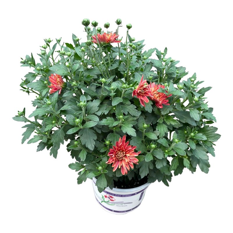 Sedan Floral 600 MUM 6-Inch Garden Mum at Sutherlands