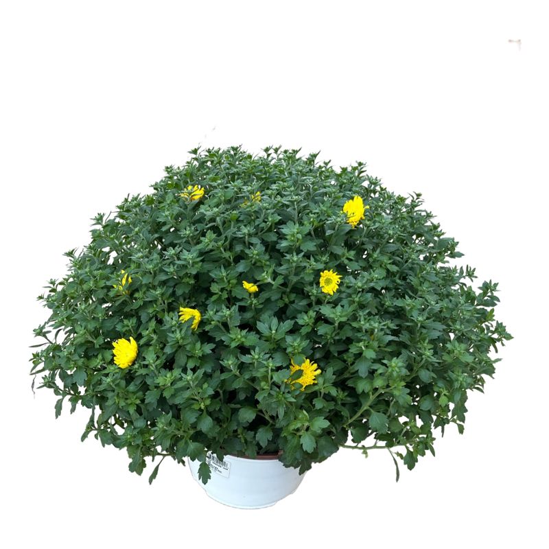 Sedan Floral #8 PAN 8-Inch Garden Mum at Sutherlands