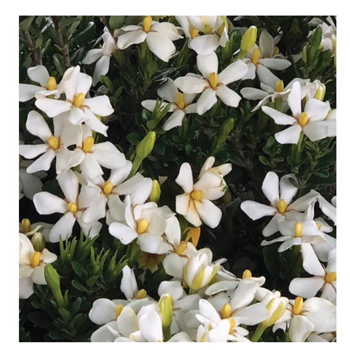 Greenleaf Nursery Company 10288.021.1 #2 Daisy Duke Gardenia at Sutherlands