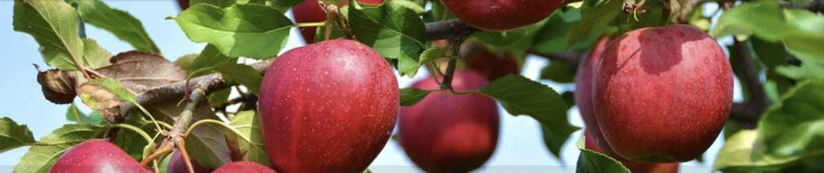 Turner & Sons Nursery FRUIT M106 5-Gallon Semi-Dwarf Jonathon Apple ...